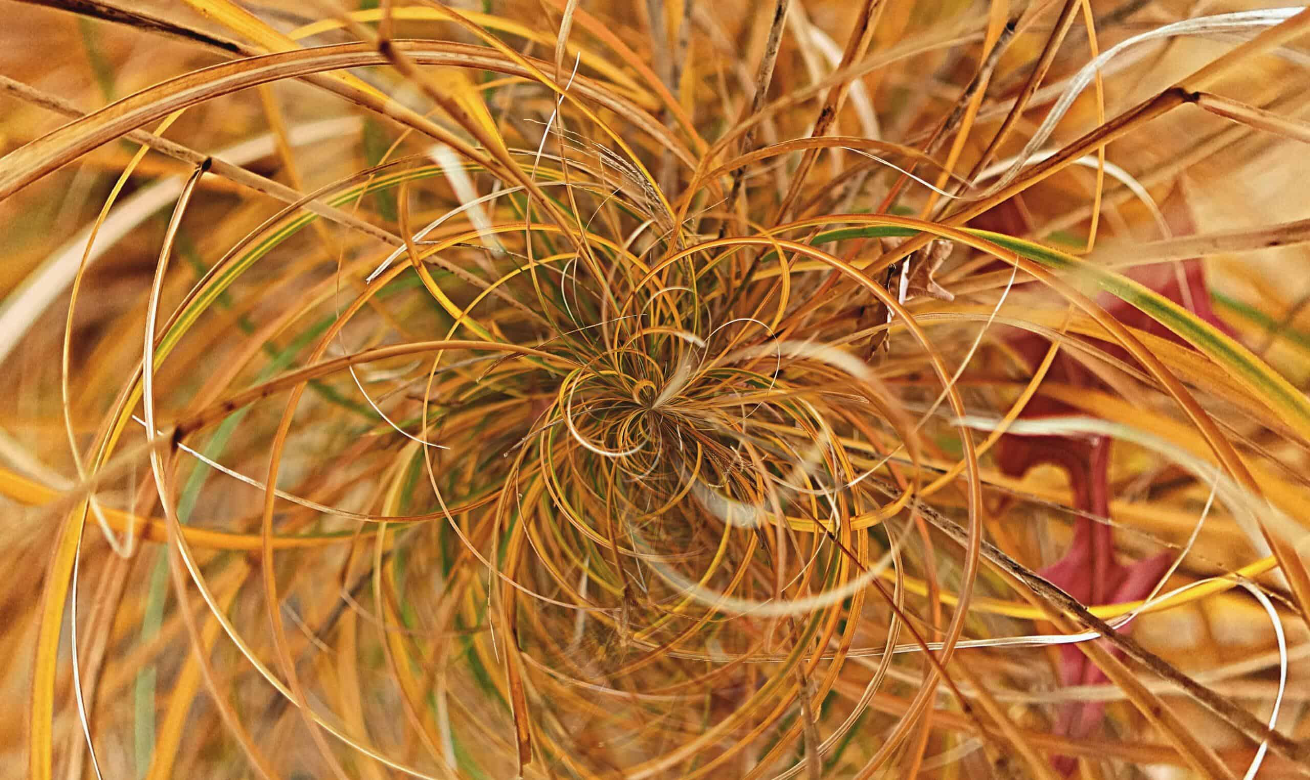 Ornamental Grass for Xeriscaping: Transforming Landscapes ...
