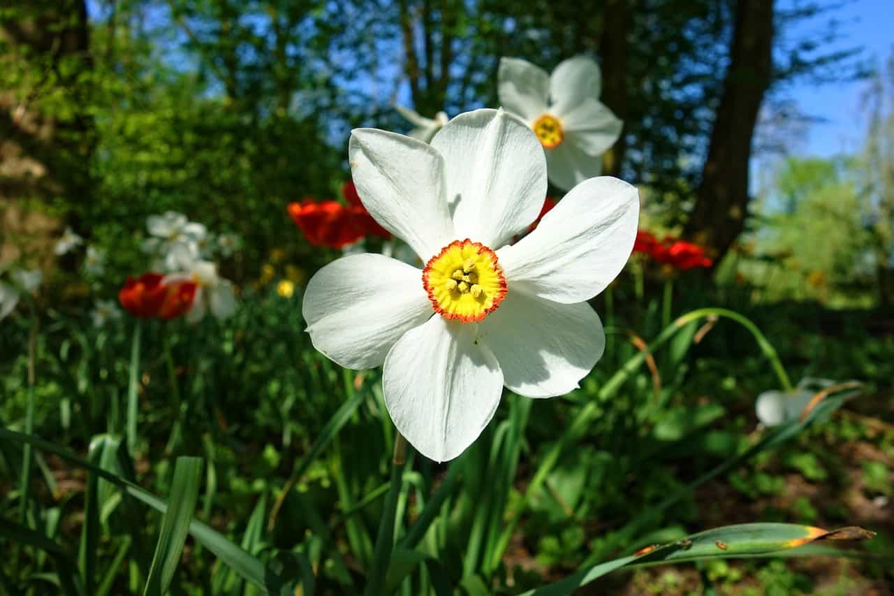 Pennsylvania Perennials: A Guide to Early Spring Planting ...